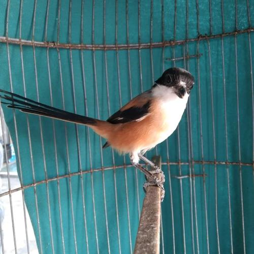 Jual Burung pentet jatim muda hutan rawatan - Jakarta Barat - Zaini ...