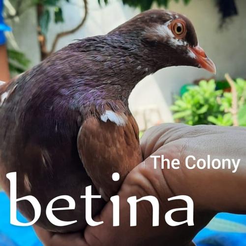 Jual Buru Merpati Betina Coklat - Kota Depok - Ratu Electric | Tokopedia