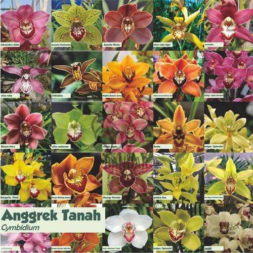 Jual Anggrek Tanah Dewasa Tanaman Bunga Hias Unik Esthetic - alexandra ...