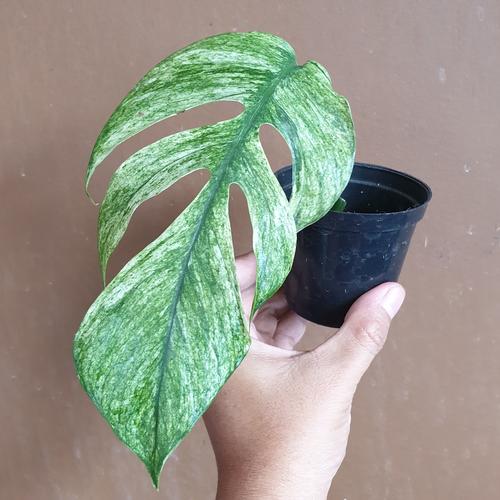 Jual Epipremnum Hanoman Sp Bali Mature - Kab. Bandung - Green Fasyin ...