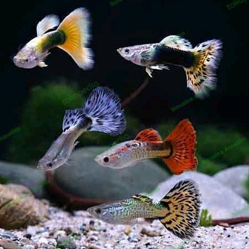 Jual Ikan Hias Guppy Aquarium | Ikan Hias Air Tawar Aquascape - Jakarta Timur - Ibnusina ...