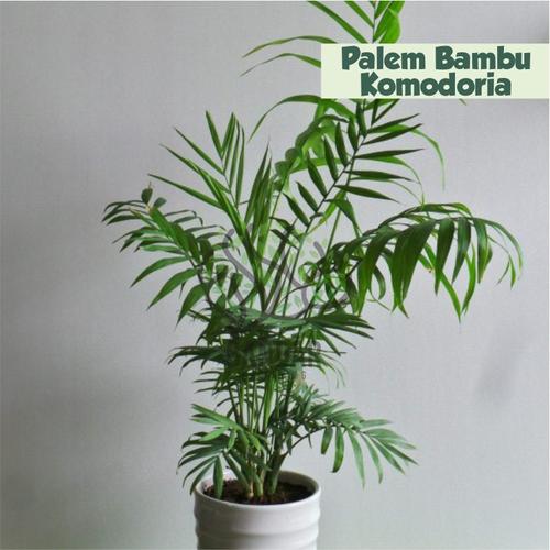 Jual Palem Bambu Tanaman Hias Outdoor - Kota Batu - Bandar Kembang | Tokopedia