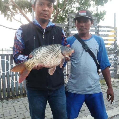 Jual umpan ikan mas lomba turnamen harian komplit siap pakai - Mengkudu ...