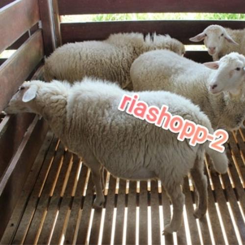 Jual kambing domba dewasa body big jumbo sehat - Jakarta Timur ...