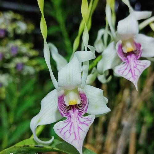 Jual Anggrek dendrobium stratiotes dewasa - Kab. Jember - Aksa_Nursery ...