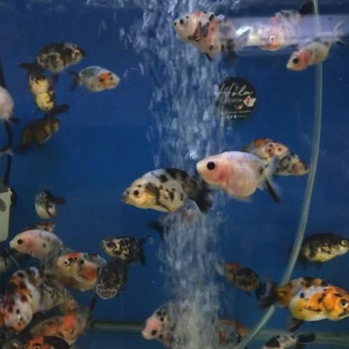Jual BABY RANCHU CALICO GOLDFISH / ANAKAN IKAN MAS KOKI - M - Jakarta ...