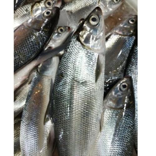 Jual ikan bandeng 1kg isi 2-4ekor/ikan bandeng 1kg/ikan bandeng fresh ...