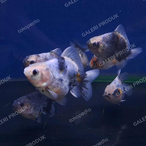 Jual Koki Oranda Short Tail Anakan Import/Goldfish genetik Shogun -+6 ...