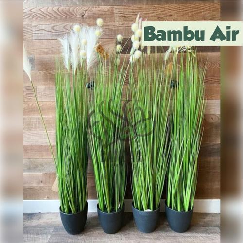 Jual Bambu Air Tanaman Hias Tanaman Outdoor - Kota Batu - Bandar ...