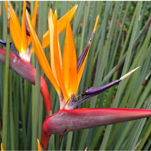 Jual Strelitzia juncea - bird of paradise 50cm - Kota Surabaya - TU7 ...