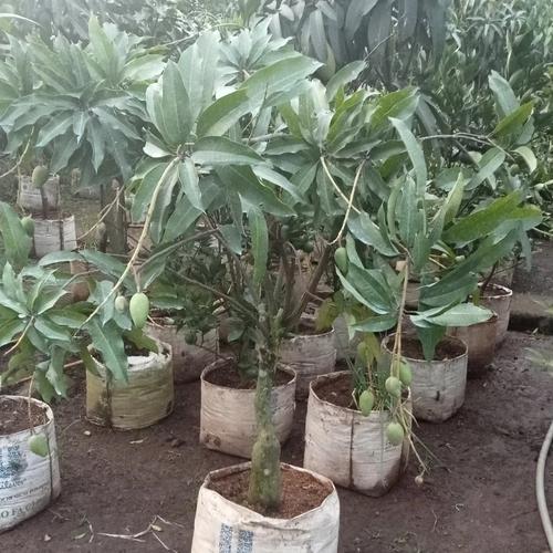 Jual Pohon Mangga Daging Berbuah/Bibit Pohon Mangga Daging berbuah 2mtr ...