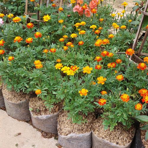Jual marigold bunga mini - Kota Tangerang - ALL LANDSCAPE NEW | Tokopedia