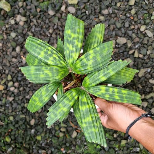 Jual palem licuala mapu (medium size) - Kota Depok - Aisda Aquatic ...