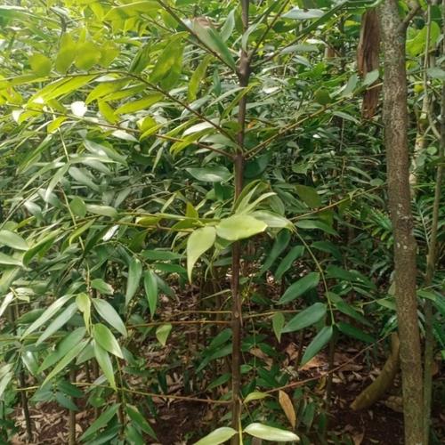 Promo pohon damar laut tinggi 2 mtr - Kota Depok - Garden jaya ...