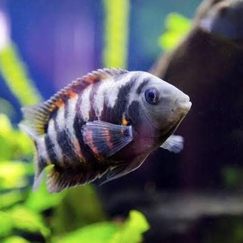 Jual Ikan Hias Siklid Black White Zebra Convict Cichlid Air Tawar ...