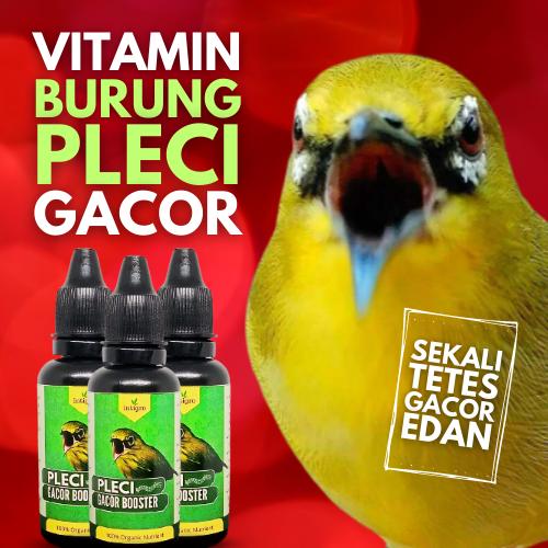 Jual Vitamin Burung Pleci Gacor Doping Burung Pleci Vitamin Doping ...