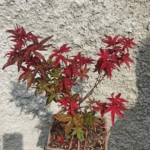 Jual tanaman hias Japanese red maple // bibit bonsai red maple - Kab ...