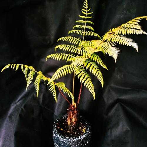 Jual tanaman hias pakis monyet pohon pakis monyet tanaman pakis hutan ...