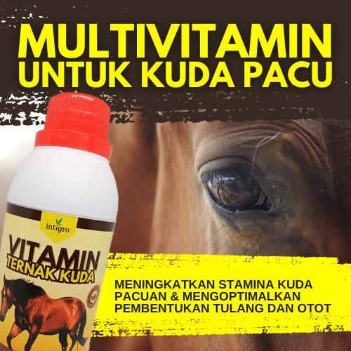 Jual Obat Vitamin Kuda / Vitamin Untuk Kuda Pacu / Vitamin Kuda ...
