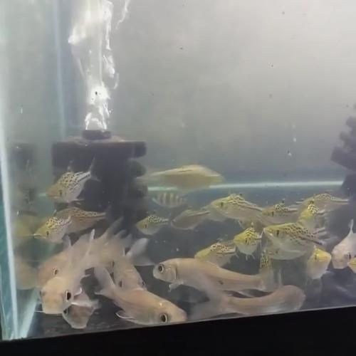 Jual juleni barb ikan julieni barb - Jakarta Selatan - sick fishkeepers ...
