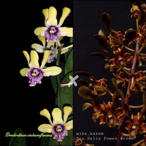 Jual Anggrek Dendrobium Violaceoflavens X Helix Remaja - Kota Bogor - Atifa_flora | Tokopedia