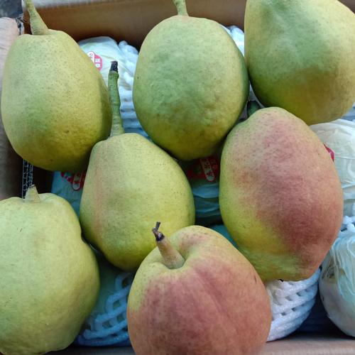 Jual Pir | pear | xiangli | xianglie | xianglie jumbo - 1kg - Jakarta ...