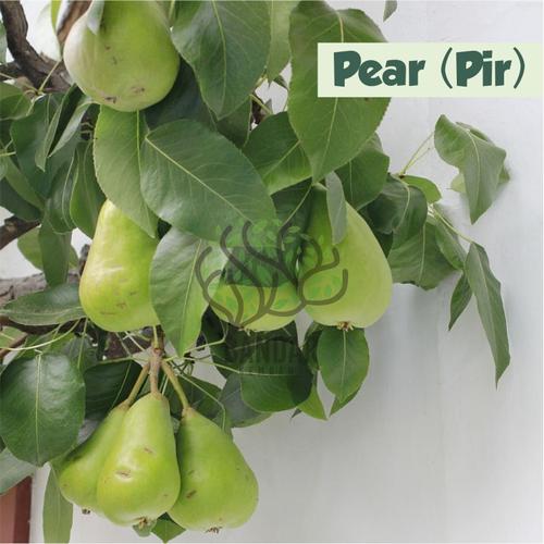 Jual Buah Pir Tanaman Buah Teras Rumah Termurah - Kota Batu - Bandar ...