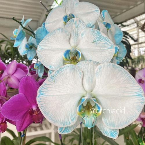 Promo Tanaman hias anggrek dendrobium variasi bunga - Id 09 - Kab ...