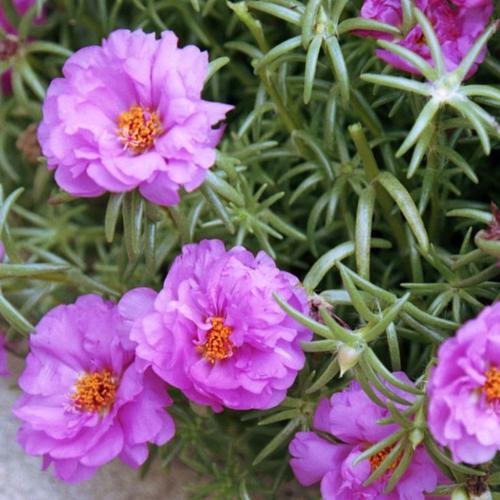 Jual Stek Perbatang Tanaman Hias Kerokot Portulaca Bunga Ungu - Kota ...