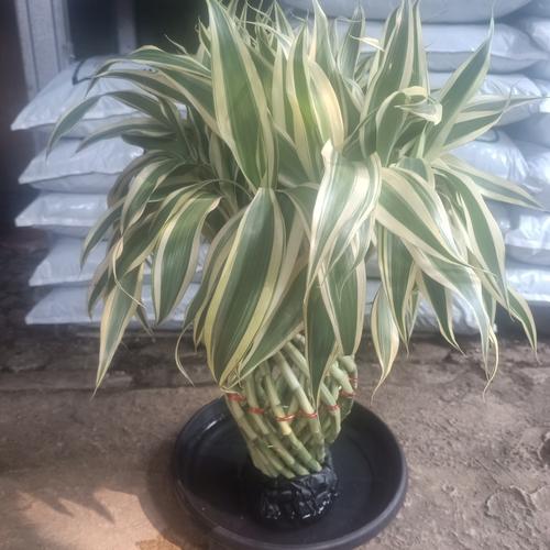 Jual Bambu hoki lucky bambu tanaman hias bambu hoki varigata - Kota ...