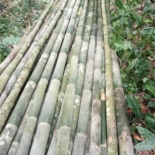 Jual bambu 6 meter harga per batang - Jakarta Utara - CV. jaya bersama ...