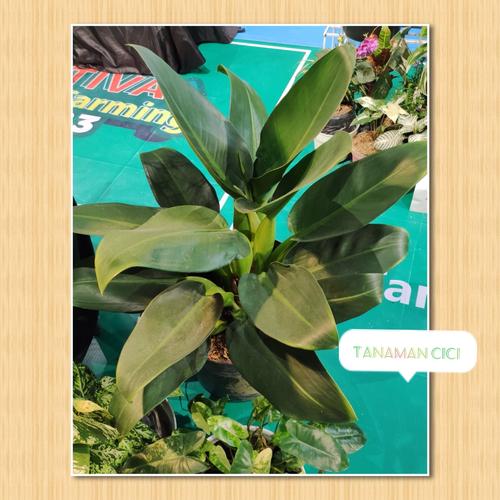 Jual philodendron katak martianum Philo katak besar batang panjang ...