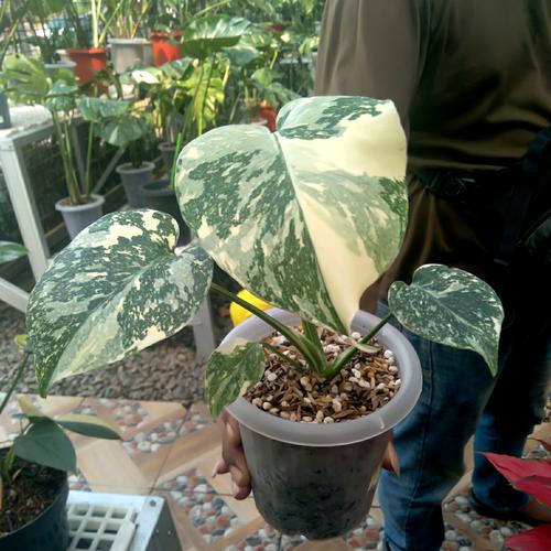 Jual Monstera Matcha Monthai Matcha Monstera Deliciosa Variegata Matcha ...