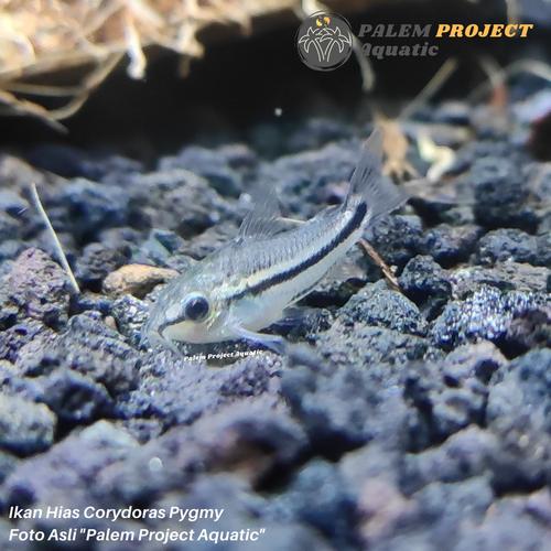 Jual CORYDORAS PYGMY ikan corydoras pigmi corydoras pigmy - ikan ...