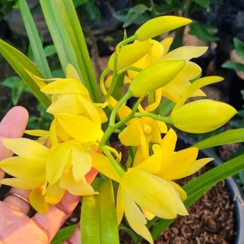 Jual tanaman anggrek tanah | Tanaman bunga anggrek tanah - Kab. Bogor ...