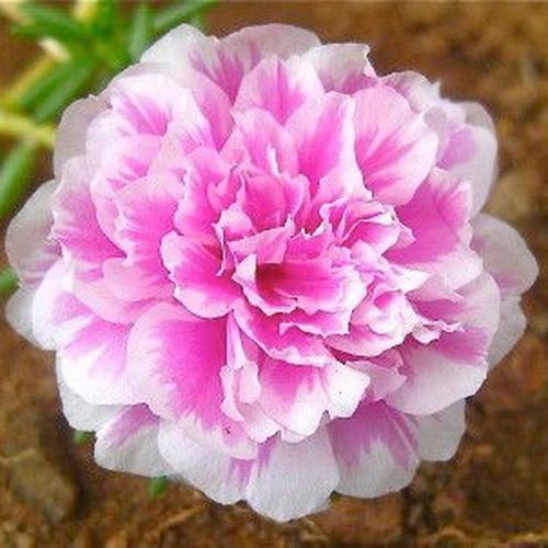 Jual Stek Tanaman Hias Kerokot Portulaca Bunga Pink Putih - Kota Depok ...