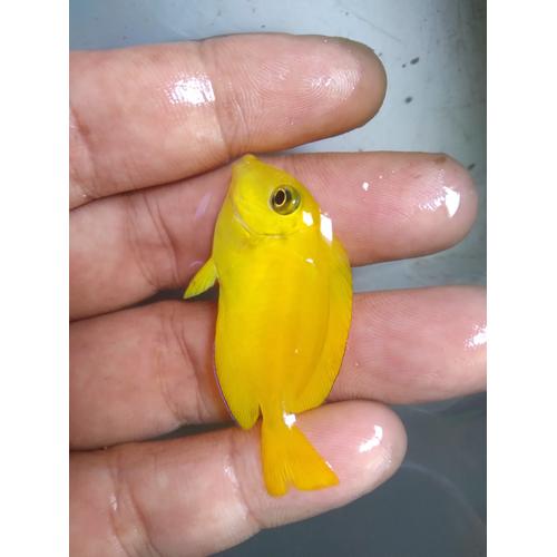 Jual Botana KUNING - Ikan Hias Laut / Marine Fish - S - Kota Depok ...