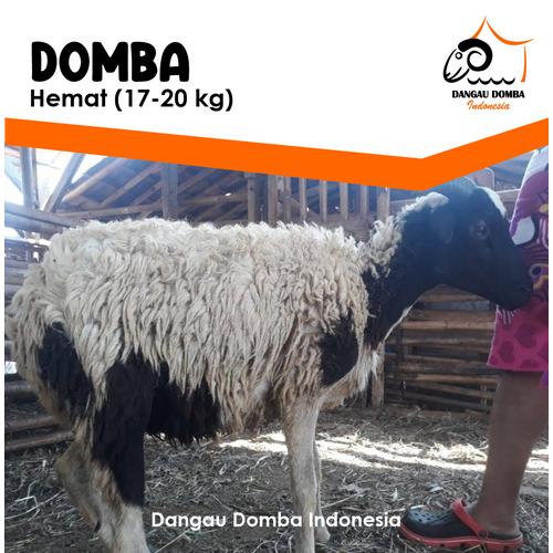Jual Hewan Kurban Domba Tanduk 17-20 kg by Dangau Domba Indonesia ...