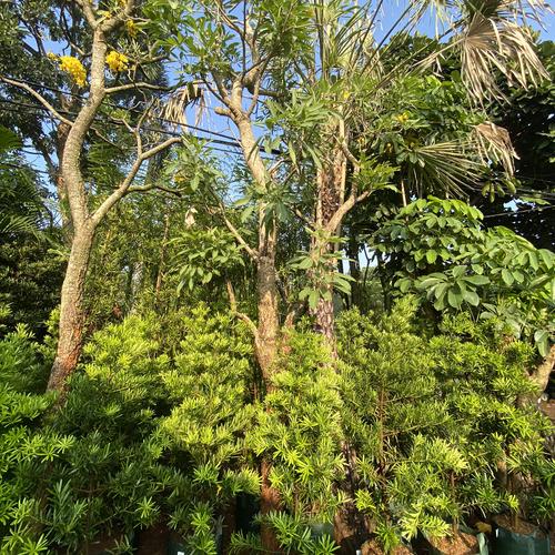 Jual Pohon Tabebuya Bunga Kuning Fosil - Jakarta Barat - little Bali ...