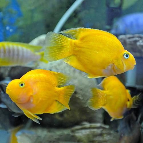 Jual Yellow Parrot Fish / Parrot Kuning / Ikan Hias Parrot - Size 8cm ...