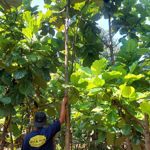 Jual pohon ketapang biola 4 meter - Kab. Bogor - KARYA PESONA TAMAN ...