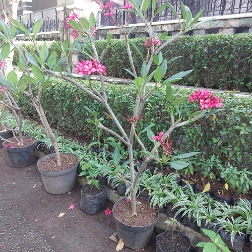 Jual Pohon Kamboja merah - Jakarta Barat - dayplant landscape | Tokopedia