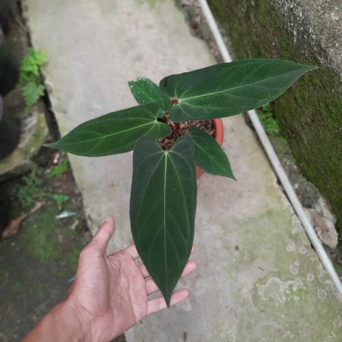 Jual anthurium seedling darkest panama/goliath daun panjang rare plant ...