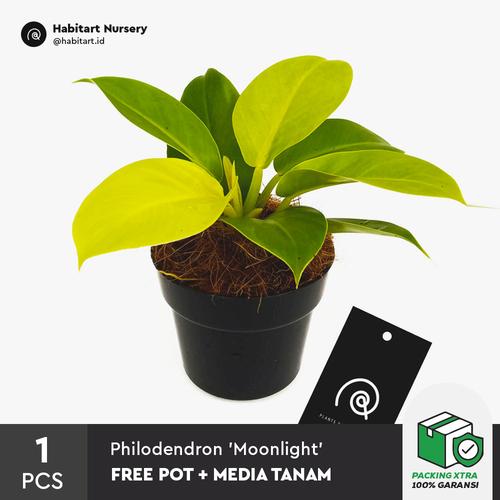 Jual Philodendron / Philo 'Moonlight' - Tanaman hias - Kota Depok ...