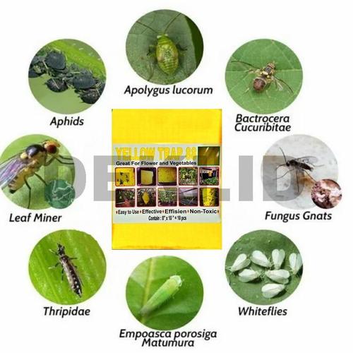 Jual Yellow Trap Perangkap Hama Lem Perekat Lalat Buah Likat Kuning ...