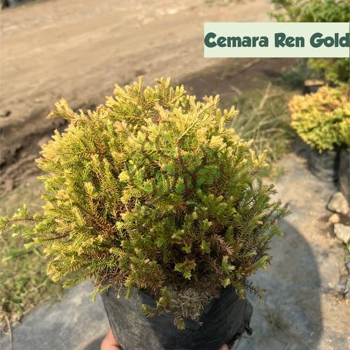 Jual Cemara Ren Gold Tanaman Hias Teras Rumah RImbun - Kota Batu ...