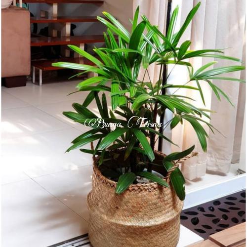 Jual Tanaman PALEM WAREGU / PALEM REGU 80-100 cm Indoor Outdoor Pot ...