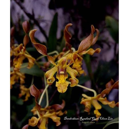 Jual Sedling Anggrek Dendrobium Rosalin Quek Chon Lin - Kota Bogor ...