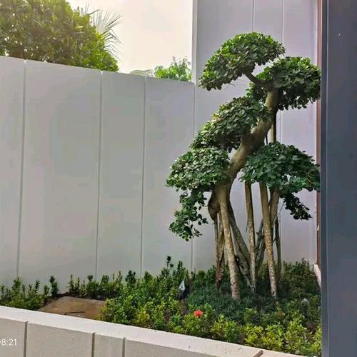 Jual contoh tanaman bonsai bringin korea - Jakarta Selatan - al berkah ...