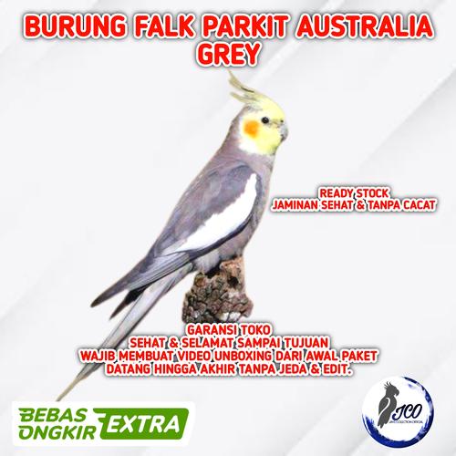 Jual BURUNG FALK PARKIT AUSTRALIA GREY BURUNG PARKIT AUSTRALIA FALK GREY - BETINA - Jakarta ...